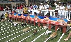 Dog Racing Unleashed
