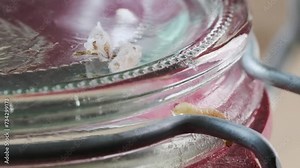 Caterpillar sitotroga cerealella larvae Angoumois Grain Moth, Sitotroga cerealella crawling on glass jar, attempting to get inside, combating pests in food industry, store food supplies