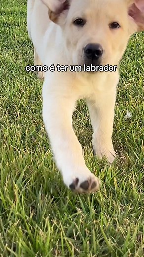 Como é ter um labrador: Características e cuidados