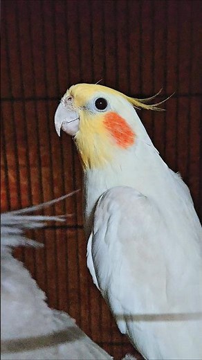 Cute Cockatiel Singing Cockatiels' Craze!