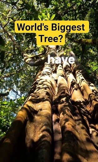 The World’s Biggest Tree? - Giant Sequoia Facts 🌲