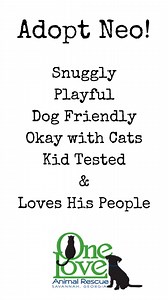 1K views | Meet Neo! Playful, cuddle bug looking for a loving home....