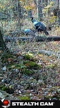 Tree Stand Update! Wild Turkey Intel, Deer on Camera & Crossbow Upgrades