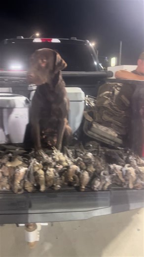 Dove season was good this year! #muddycreekretrievers #retriever #labrador #hunting #outdoors