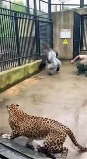 Gorilla Saves Zookeeper From Leopard Attack