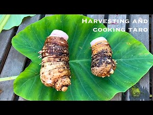 Making Poi from Homegrown Taro