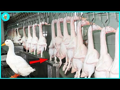 Modern Duck Farm - Modern Duck Meat Processing Machines Automatic That Are At Another Level