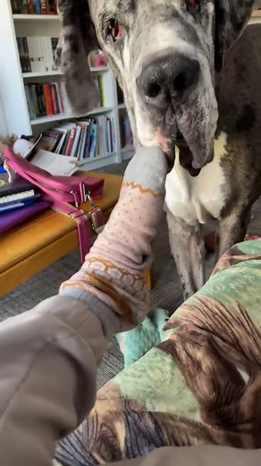 Understanding the Role of Service Dogs in Daily Tasks