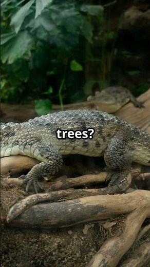 Crocodiles: The Unexpected Tree Climbers!