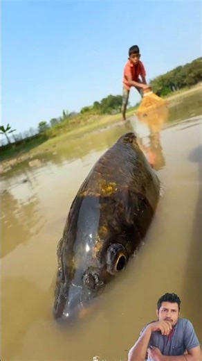 Bigfish in box net in rural bd #fishpetfun #fishing #amazingfishing #fishingworld #fishfinder #fishb