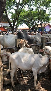 114K views · 1.2K reactions | Sapi PO jumbo di pasar sapi kebumen @penggemar berat | Sapi Kulo Channel | Facebook