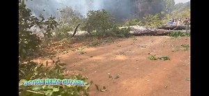 DRAMA ALONG THE LETHEM TRAIL | VEHICLES DODGE TREES COLLAPSING ACROSS THE ROADWAY FROM ANOTHER RAGING WILDFIRE IN THE JUNGLE The urgency to push the drivers to move along was due to the possibility that other trees could come crashing down on them at any moment. Source: Michael Patterson | Action News Guyana