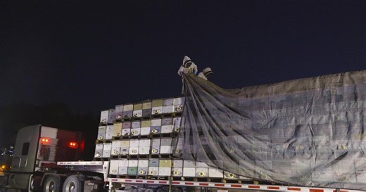 Charlie Bee Company:Bee Migration Season 2 Episode 3