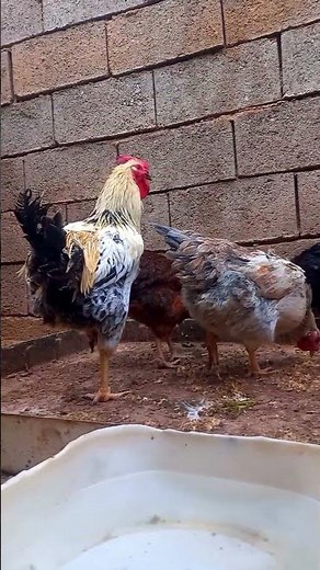 How Chickens Mate 🐓🐔 | Natural Chicken Breeding Explained