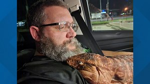 Large Red tegu lizard found on Beaumont street now safe in a 'foster home'