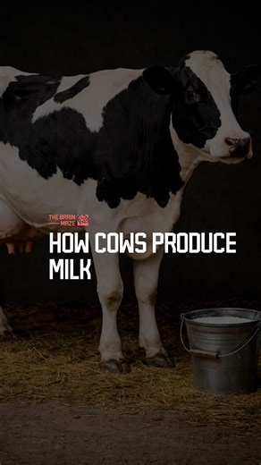 The milk factory - How do cows produce milk so efficiently? What makes their udder system so specialized? Discover how anatomy, hormones, and reproductive cycles work together for optimal milk production. | The Brain Maze