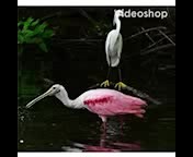 1.2K views · 48 reactions | Happy National Go Birding Day! Did you...