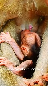 Wow wow wow mom Katrina feed newborn baby till fail asleep, 0416 013 | Fresh Newborn Monkey