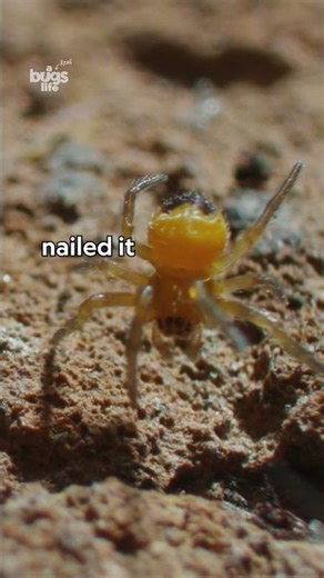 Okay, but why are spiders kind of cute? 🕷️ #ARealBugsLife #NatGeoAnimals