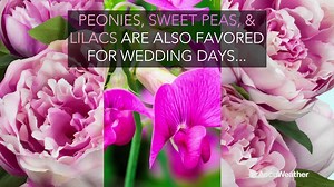 4.1K views · 44 reactions | You know what they say, "April showers bring May flowers" — but which flowers actually bloom in May? | AccuWeather | Facebook