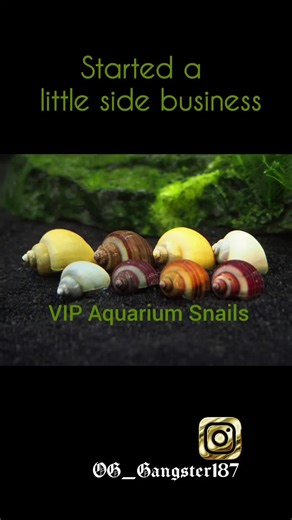 og__gangster187 (@og__gangster187)’s videos with What a Feeling - Stick Figure