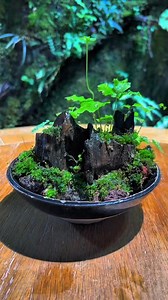 3.8K reactions · 515 shares | Cách setup một tiểu cảnh mini decor bàn làm việc dễ chăm sóc 0️⃣9️⃣3️⃣4️⃣9️⃣9️⃣5️⃣8️⃣7️⃣1️⃣ ❤️ #trantuanaquascape #thuysinh #fishtank #handscape #layout #tieucanhthuysinh #natural #aquarium #aquariums #aquascaping #fishtank #aquariumlife #aquariumhobby #fishkeeping #fishtank #betuansetup #rungnhocuatuantran | Trần Tuấn | Facebook