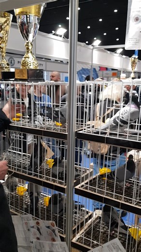 W Katowicach trwa EXPOGołębie - Międzynarodowe Targi Gołębi Pocztowych 🟪 | W KATOWICACH.eu