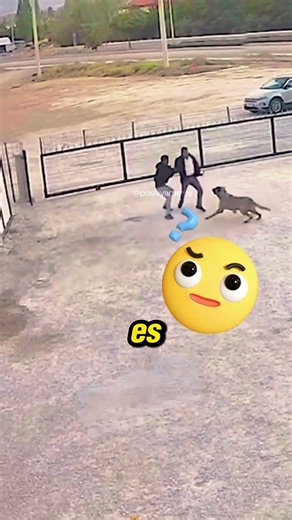 You bring a guest over and the dog turns on him.