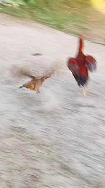 Funny Rooster and Grey Francolin Moments