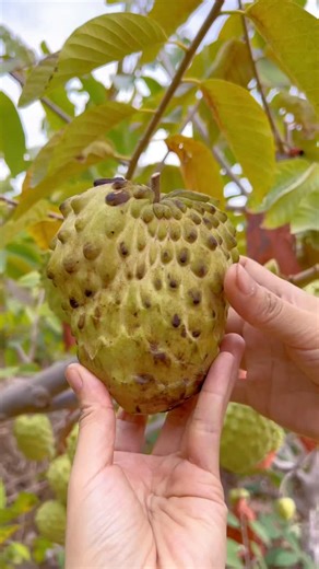 𝙁𝙧𝙚𝙨𝙝 𝙏𝙝𝙖𝙞 𝙁𝙧𝙪𝙞𝙩𝙨 🍍 | 𝙅𝙪𝙞𝙘𝙮 & 𝙎𝙬𝙚𝙚𝙩 on Instagram: "Freshly cut Custard Apple (Sitaphal / Sugar Apple) 🍈✨ Soft, creamy, and naturally sweet – straight from nature’s basket 🌿 Loaded with nutrients, this tropical delight is not just tasty but also super healthy 💚 Would you try this fresh cut slice? 😍👇 Comment YES if you love custard apple! Benefits (you can keep or remove): • Rich in Vitamin C & B6 • Boosts immunity • Good for digestion • Natural energy booster • Supp