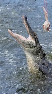 HIGH SPEED GATOR‼️🚨🚤 . Alligators spend a lot of time sitting still in the sun or floating quietly in the water. So you might think they are slow. This proves otherwise. . This gator appears to have an outboard motor strapped to it as it makes a wake while closing in on a potential snack. . Then watch how fast it changes directions and elevates again for a second leap. It is amazing to see the agility and athleticism of the gators at @gatorland_orlando during the jumparoo show. . . . #gatorlan