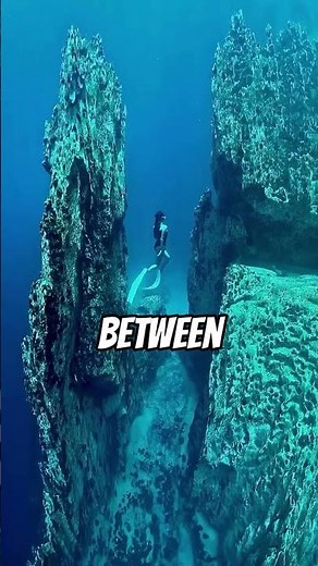 This Squid Has Arms Longer Than a Bus!