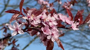 Purple-leaf plum (Prunus cerasifera nigra) in Ystad, Scania, Sweden, Scandinavia, Europe