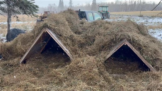 We keep our pigs outside year round. There are some more permanent structures but we put these a-frames out and covered with flax straw. We’ll see if pigs use them. #RegenerativeAgriculture #eatlocal #pasturedpork #FarmToTable | Prairie Grass-Fed Meats