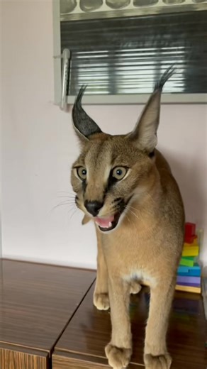 Let's eat! 🐾 Were’s my dinner ! #Kitty #Karakal #TiktokCats #CatSoftiktok #Kot #Cat #caracal #floppa #petlover | June Pleasant