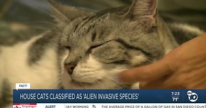 Fact or Fiction: Cats classified as alien invasive species?