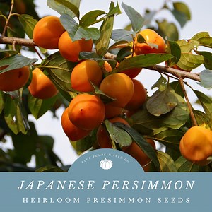 Japanese Persimmon Fruit Tree Seeds: Grow Persimmons Right in Your Own Backyard! Hardy in Zones 7-9 - Etsy