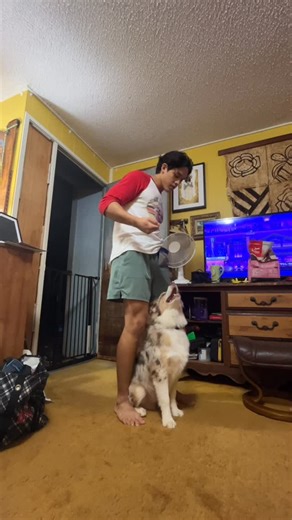 Some thanksgiving training with Bear Bear 🥰 - - - - - - #dogtraining #australianshepherd | Sara Brekke