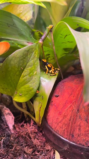 Dyeing Dart Frogs/Poison Dart Frogs🐸 Dart frogs are known for their vibrant bright aposematic coloration of bright oranges, yellows and reds. This warms and tells predators that they are toxic and no bueno to eat. Despite their name “Poison Dart Frog”, in captivity, they do not possess nor are armed with poisonous secretions due to their captive diet of typically: flightless fruit flies, small crickets, bean beetles, small isopods and springtails. In the wild, they obtain their toxicity from th