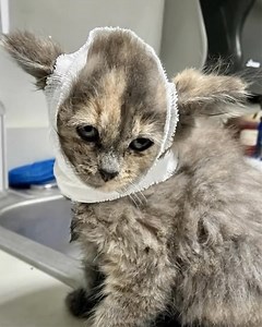 From Maggot-Infested Wound to a New Life: Mags' Journey Meet Mags, a brave kitten who was found with a severe neck wound infested with maggots. Her survival seemed impossible, but thanks to the care of a dedicated vet tech, Paula, Mags began to heal. Now, she’s rocking the season’s trendiest accessory — the gauzeband — as she continues her recovery. From the depths of despair to the joy of life, Mags' transformation is nothing short of miraculous. Stay tuned for her incredible glow-up! Full stor