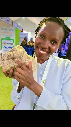 Quartz bearing Gold 📍 Uganda, Africa #youtubeshort #shorts #gold #eastafrica #mineralindustry