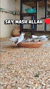 java finch beauty #javafinch #birds #javasparrow #nature