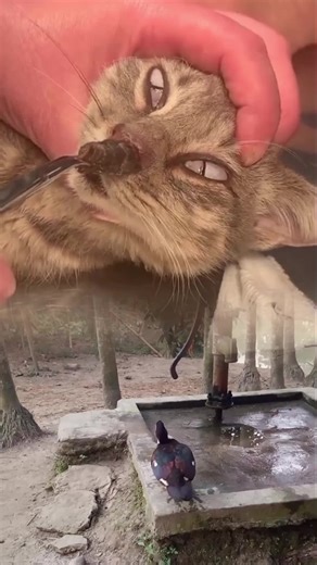 The botfly is a parasitic fly widely known in the united states for its unsettling life cycle where the larva lives under the skin of animals and sometimes humans, causing painful swelling visible lumps inflammation and serious discomfort if proper medical or veterinary treatment is not provided in time. #cat #catlovers #wildlife #catlife #vetcare