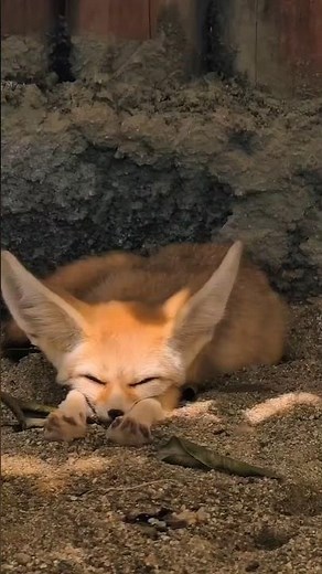 Why Do Fennec Foxes Have Ears THIS Big?