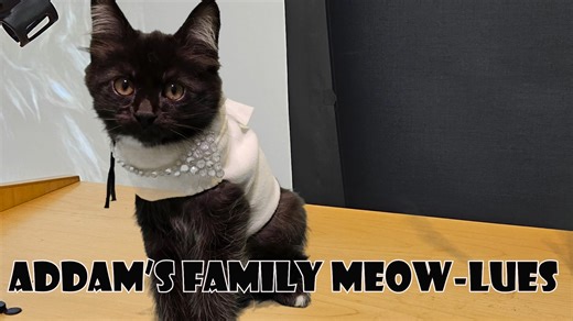 The reviews are in! Watch our Kitten Horror Purrodies that some guy from WGN Morning News in Chicago called “kinda funny” and a Fox news anchor in Minnesota called “hmmm.” This is the kind of validation we needed after all the blood, sweat and fears we put into making these purrodies year after year. We hope you think this week’s Fright Day release of Addams Family Meow-lues is “kinda funny.” Also, we filmed all of these in July to get them in the Sky Church at the Museum of Pop Culture this mon