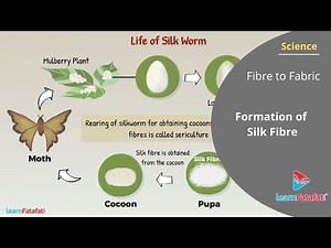 Fibre to Fabric Class 7 Science - Formation of Silk Fibre | Life of Silk Worm