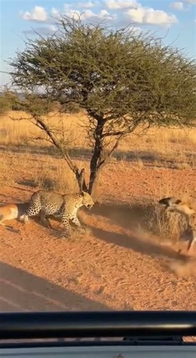 Leopard Defends Its Kill from Hyenas | Real Safari Dashcam Encounter #AnimalAttacks #short