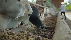 21K views · 417 reactions | Practical Cattle Raising In Backyard...