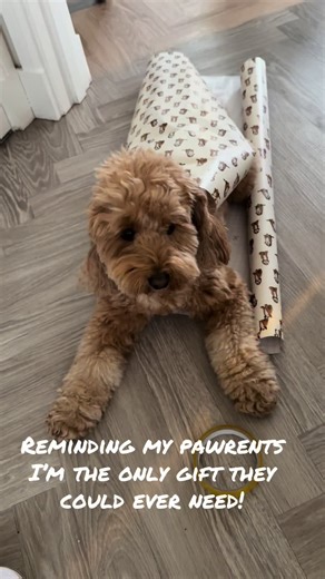 harley_the_red_cockapoo on TikTok