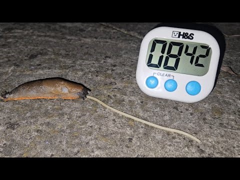 Slug Eating Spaghetti Time Lapse (With Stopwatch Timer)